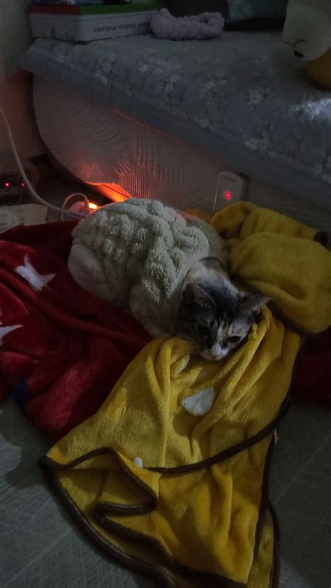 [잡담] 우리집 고양이 너무 나바라기라 귀여움ㅠㅠㅠ 인스티즈 Instiz 일상 카테고리