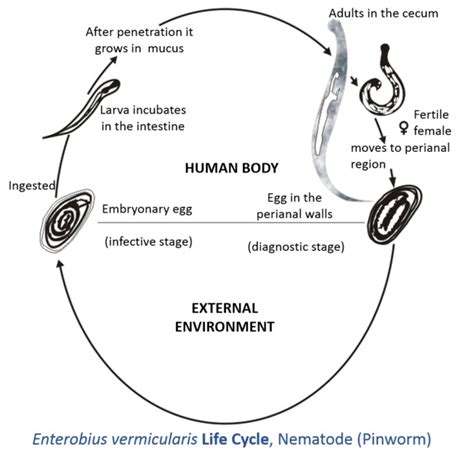 What Is The Difference Between Pinworms And Threadworms Pediaa Com