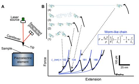 Atomic Force Microscopy A Basic Components Of An Atomic Force Download Scientific Diagram
