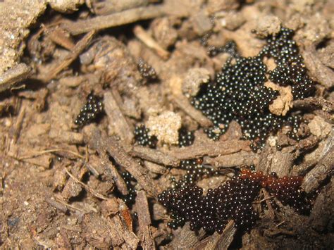 Where Do Deer Ticks Lay Their Eggs At Ethan Carruthers Blog