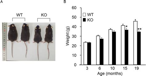 external appearances and body weights of wt and ko mice a external