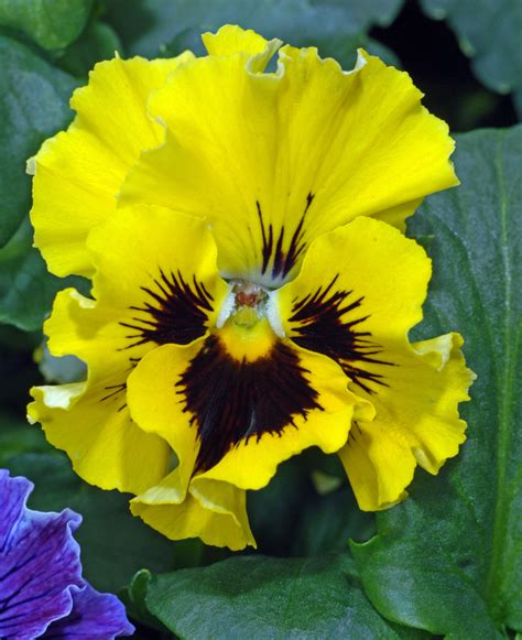 Pansy Frizzle Sizzle Yellow Hayloft