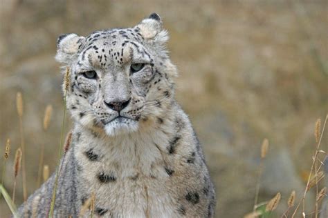 12 Wild Animals In Afghanistan Wildlife In Afghanistan Kevmrc
