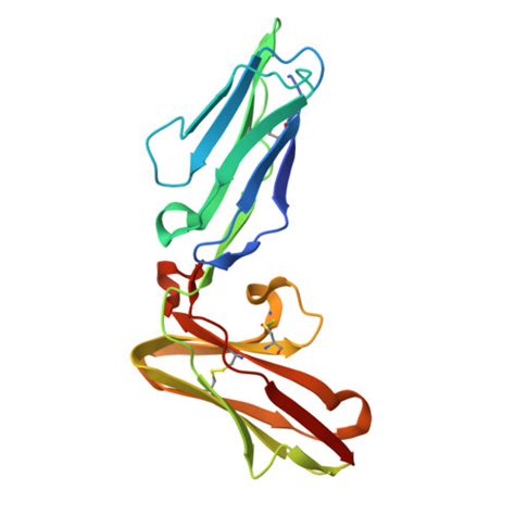Protein Lilrb4 Overview Cansarai Cansarai