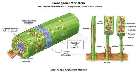 Illustration Of A Shoot Apical Meristem Shows The Structure And Function Of Plant Stock