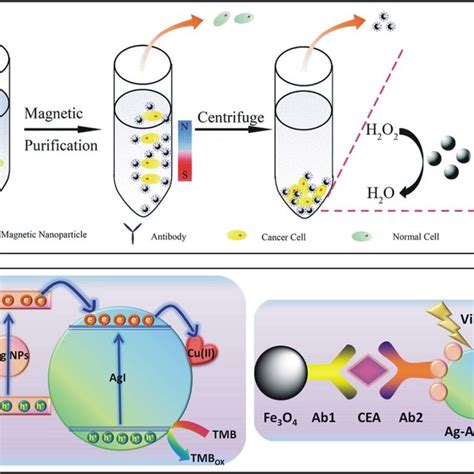A Presents The Rapid Colorimetric Detection Of Circulating Tumor