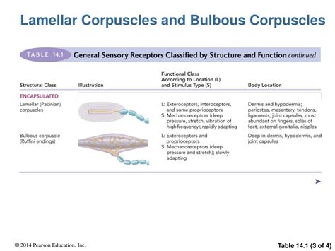 Ppt The Peripheral Nervous System Structure And Function Powerpoint