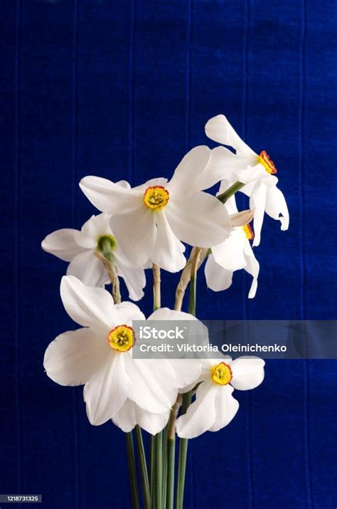 세로 이미지입니다 어두운 파란색 배경에 대한 흰색 수선화 꽃의 클로즈업 아름다운 꽃다발 3월에 대한 스톡 사진 및 기타 이미지