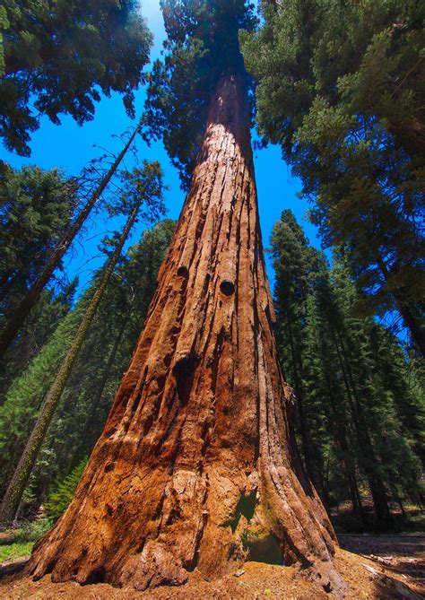 Sequoia Wallpapers Top Free Sequoia Backgrounds Wallpaperaccess