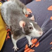 Willow Pepper And Tango Mainely Rat Rescue