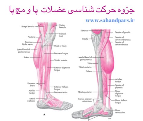 حرکت شناسی عضلات پا و مچ پا Pdf