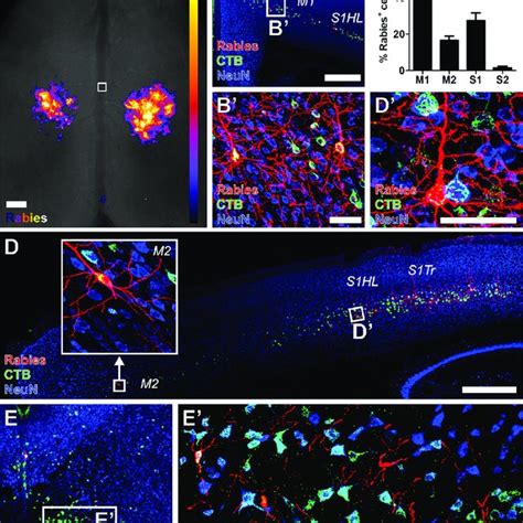 Host Spinal And Dorsal Root Ganglia Neurons Make Monosynaptic Contact Download Scientific