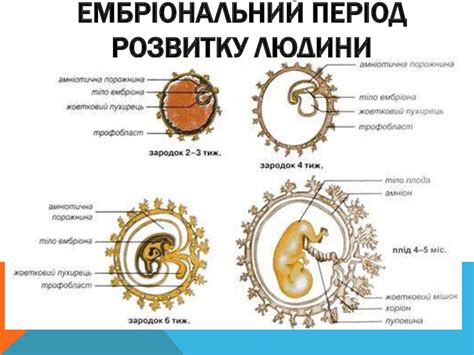 Періодизація ембріонального розвитку людини Online Presentation
