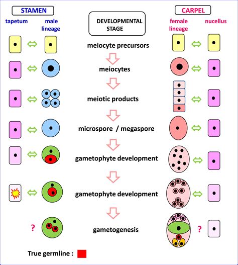 A Conversation Across Generations Soma Germ Cell Crosstalk In Plants