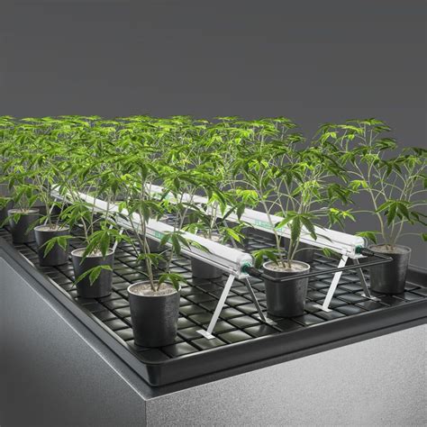 Under Canopy Lighting For Enhanced Cannabis Growth