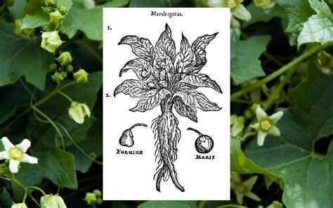 10 Mandrake Roots Facts Mysticism Magic And Death Spooky Isles