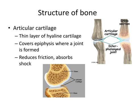 Ppt Functions And Structure Of Bones Powerpoint Presentation Free Download Id 1930309