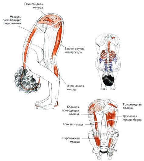 Анатомия йоги | Yoga anatomy, Yoga postures, Yoga inspiration