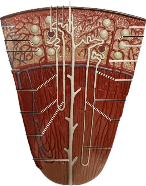 Nephron Diagram Quizlet