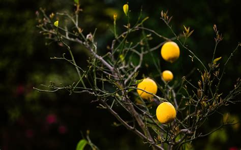 Citrus Tree Wallpapers Top Free Citrus Tree Backgrounds Wallpaperaccess