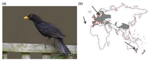 A European Blackbird Turdus Merula Nsw Australia Photo Grant