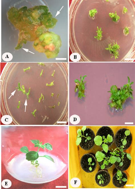 Direct Induction Of Adventitious Shoots And Plant Regeneration Via Download Scientific Diagram