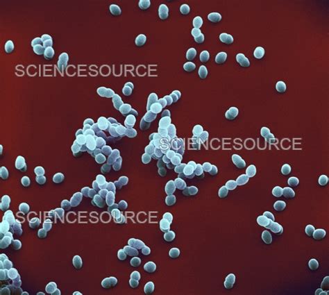 Staphylococcus Aureus Stock Image Science Source Images