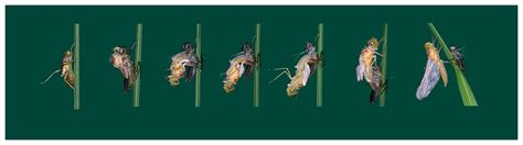 Metamorphose Einer Libelle Foto And Bild Wasser Himmel Teich Bilder