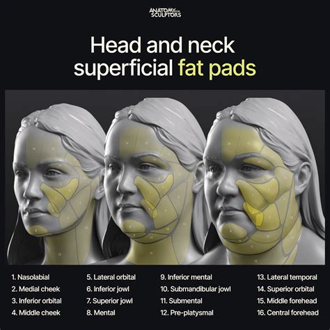 Anatomy For Sculptors Head And Neck Superficial Fat Pads