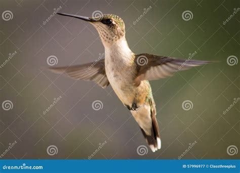 Female Ruby Throated Hummingbird Stock Image Image Of Canon Nature 57996977