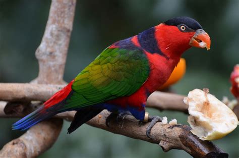 Schwarzer Lori Lorius Lory Im Steckbrief Merkmale Vorkommen