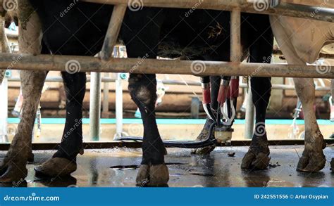 O Processo De Ordenha Das Vacas Numa Produção Leiteira Moderna