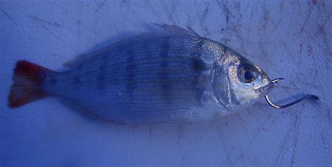 Rigging A Pinfish Through The Mouth