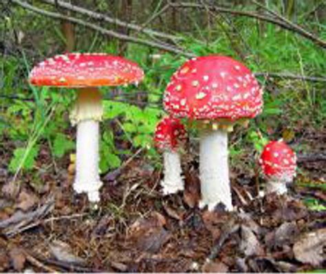 Fungi Ppt Food Safety Training And Certification