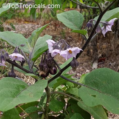 Solanum Melongena Tropical Eggplant Top Tropicals Plant Encyclopedia