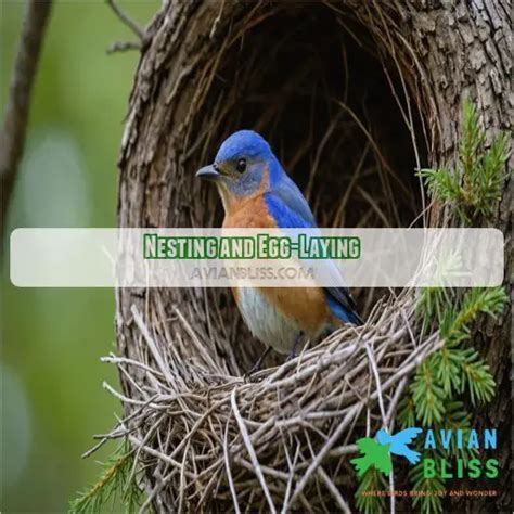 Eastern Bluebird Nesting Habits 9 Surprising Secrets Revealed Inside