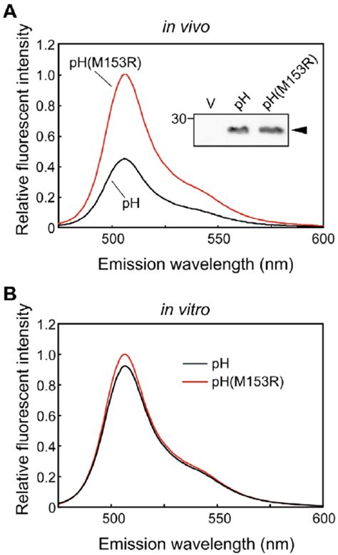 pH dependence of fluorescence excitation spectra and Ratio 410/470 of... | Download Scientific ...