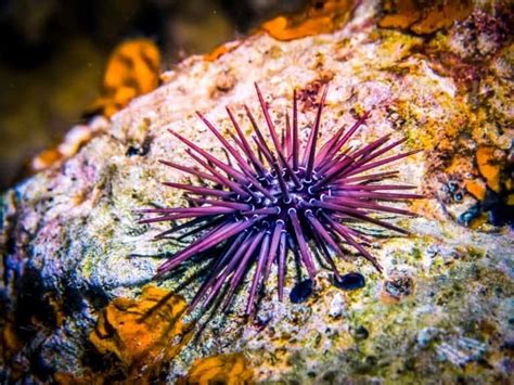 Sea Urchin Animal Facts A Z Animals