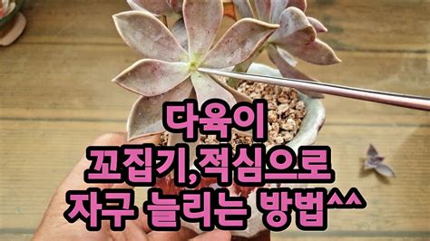 다육이 꼬집기와 적심으로 자구늘리는 방법핑크용월 키우기多肉植物 Succulent Plant 다육식물 Youtube