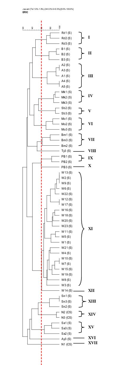 Dendrogram Derived From Eric Pcr Analysis Using Bionumerics Ver 51
