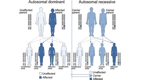 Difference Between Dominant And Recessive Tpoint Tech