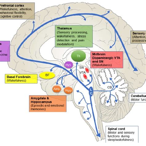 Locus Coeruleus Lc Efferent Pathways And Relevant Functions Lc