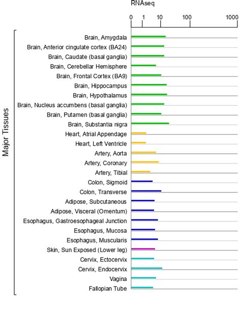 Siglec8 Gene Genecards Sigl8 Protein Sigl8 Antibody