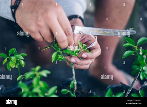 Asexual Plant Propagation