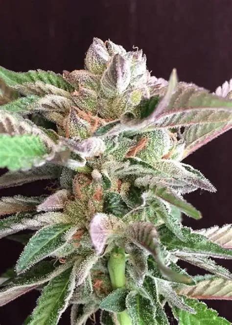 Girl Scout Cookies Seeds By Mamiko Seeds Growdiaries