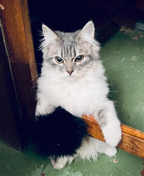 Создать мем кошечка невская маскарадная кошка кошка невская Картинки Meme