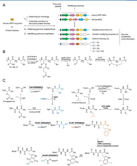 Figure 2 From Genome Mining For New Enzyme Chemistry Semantic Scholar