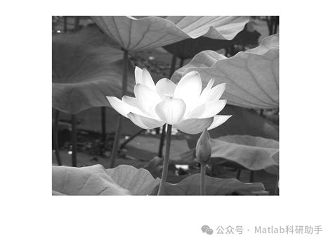 【图像处理】图像的边缘检测附matlab代码 图像处理中边缘有几种类型 csdn博客
