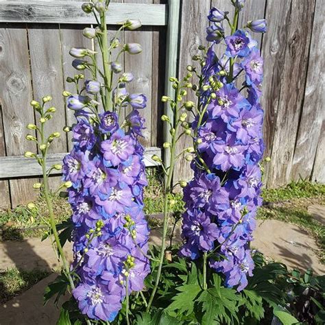 20 Most Beautiful Types Of Delphinium Varieties Balcony Garden Web