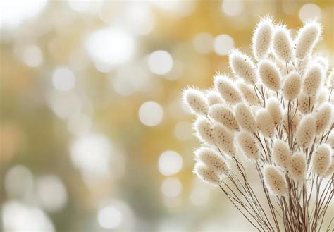 Delicate White Fluffy Flowers With Bokeh Background In Soft Natural